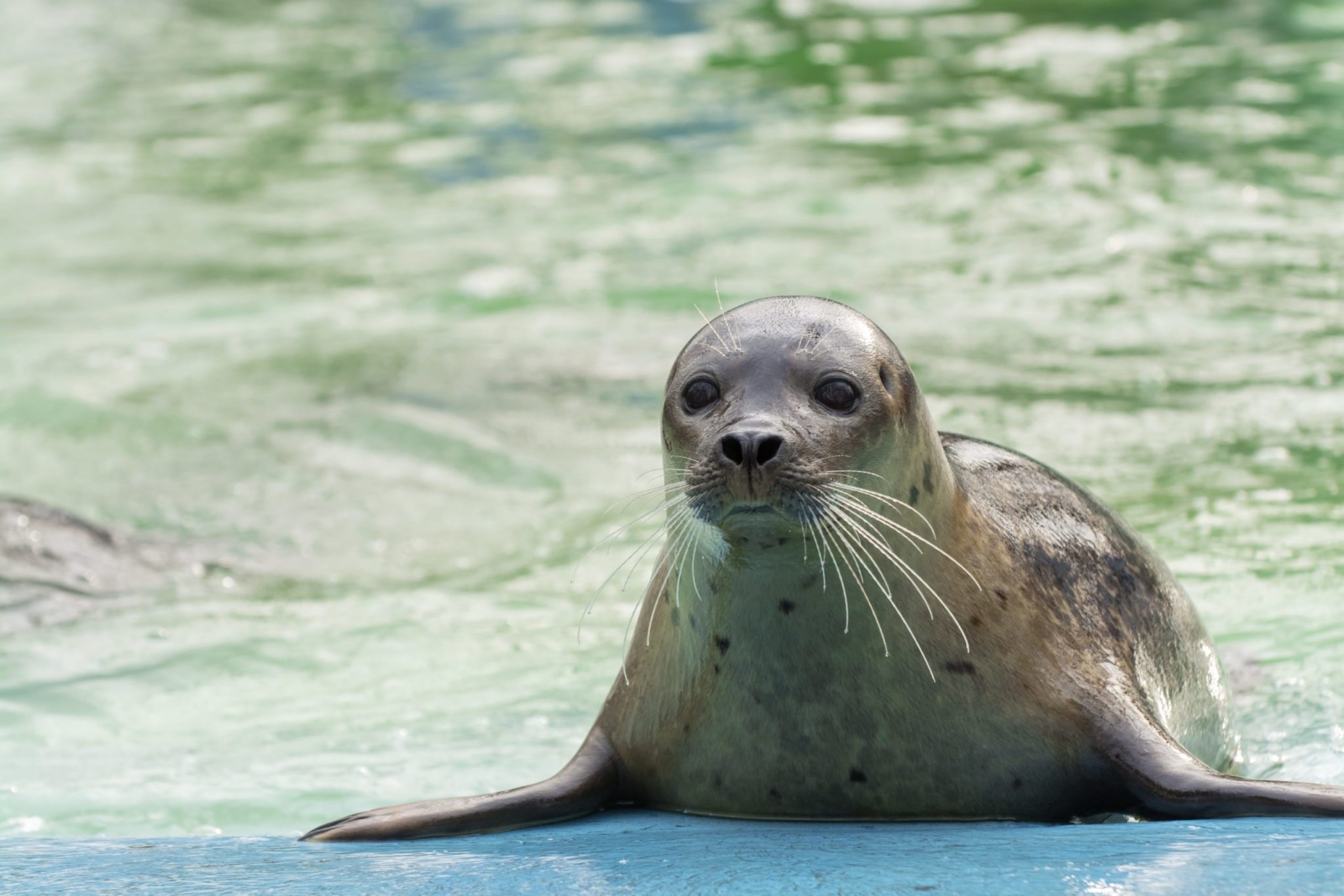 Modern Efficiency and the Disappearing Clapping Seals - Michaels Energy